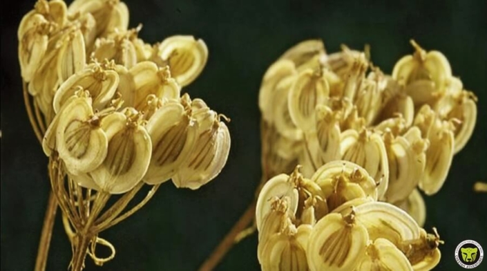 Top Ten Iranian spices - Cheetah Adventures