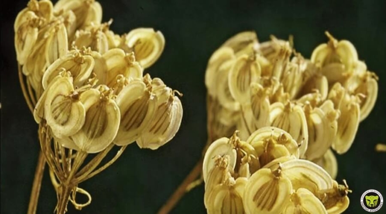 Top Ten Iranian spices - Cheetah Adventures